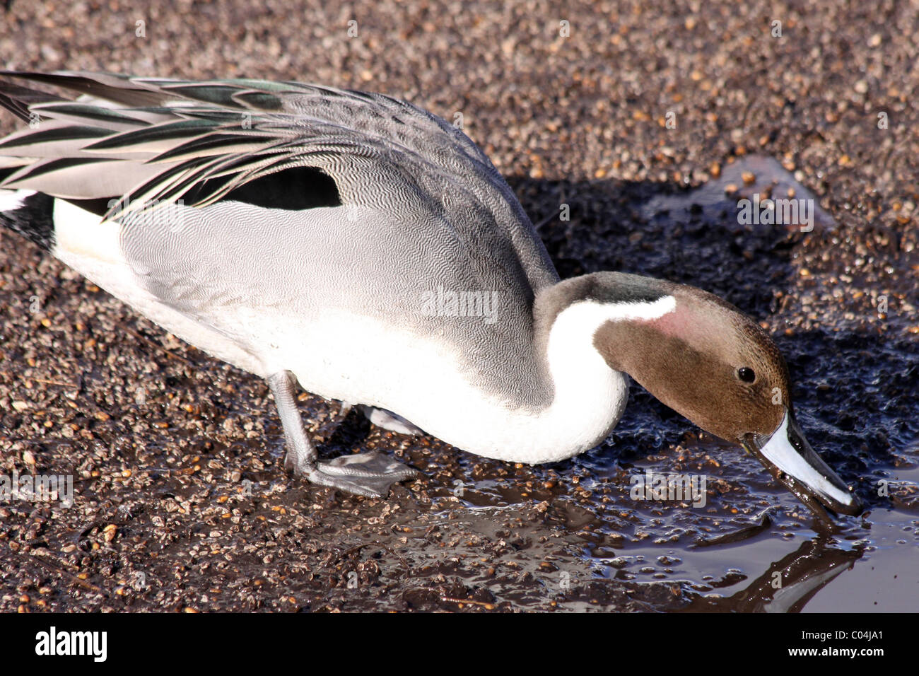 Northern pintail duck High Resolution Stock Photography and Images - Alamy