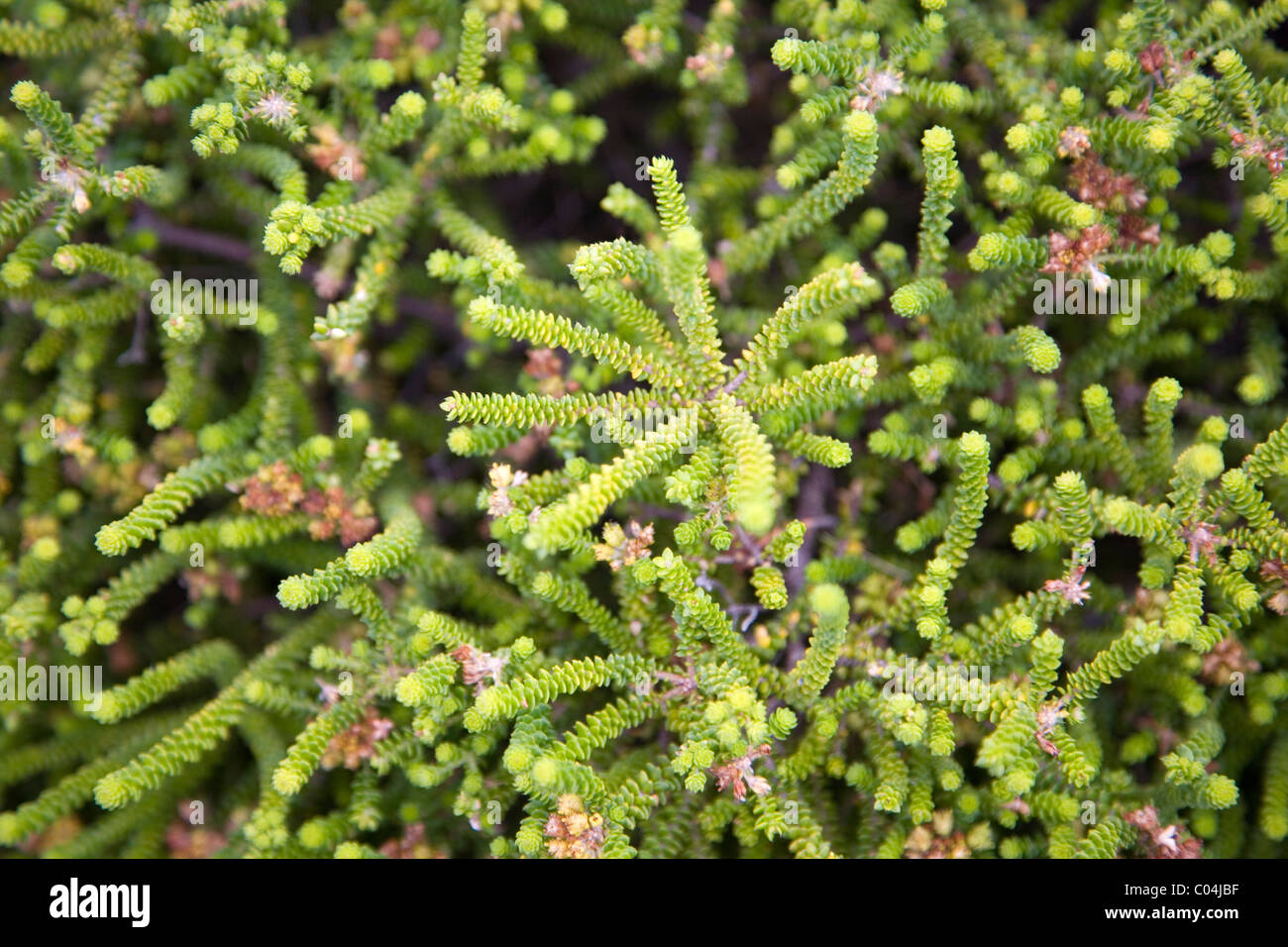 Agathosma Gonaquensis or Hottentots Boegoe at Kirstenbosch Gardens ...