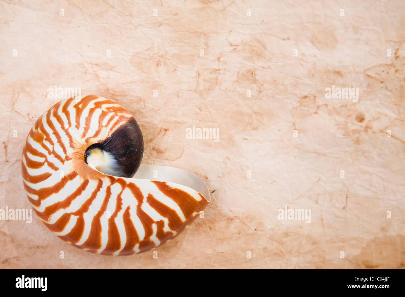 Nautilus shell cornered on old stained paper Stock Photo - Alamy