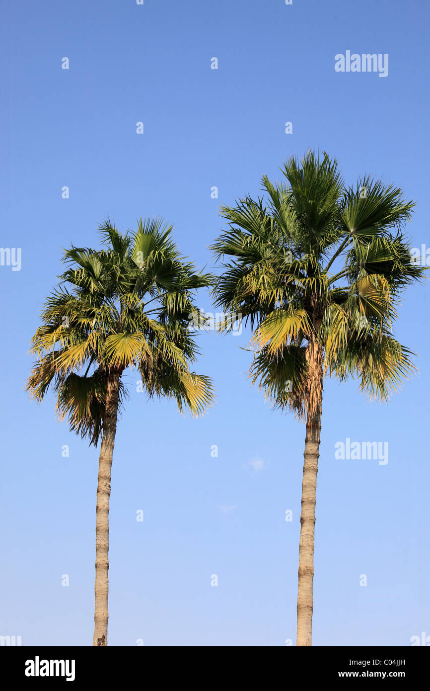 Flora of qatar hi-res stock photography and images - Alamy