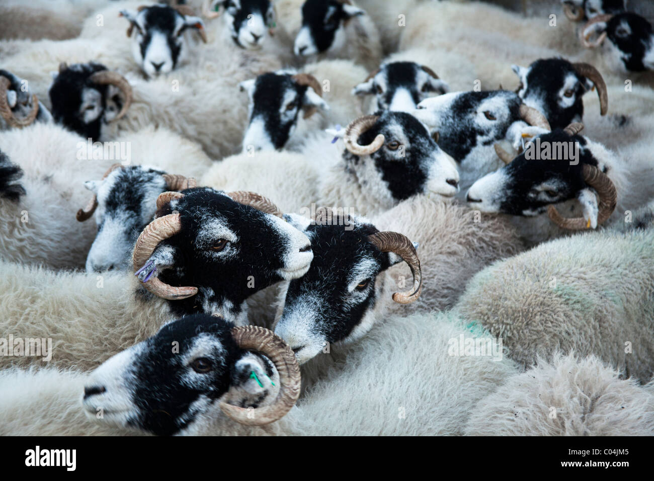 Orf sheep hi-res stock photography and images - Alamy