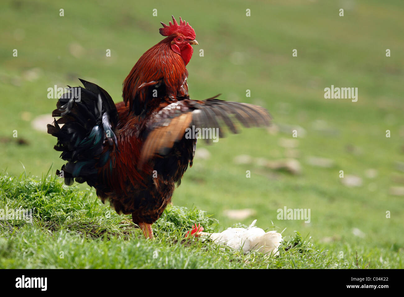 Domestic Chicken (Gallus gallus domesticus). Cock standing on grass ...