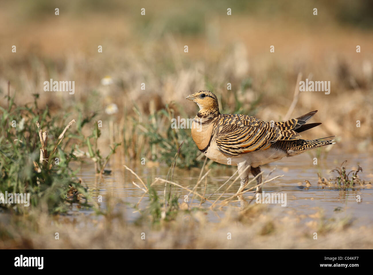 Pin-tailed Sandgrouse (Pterocles alchata). Female drinking. Ciudad Real ...