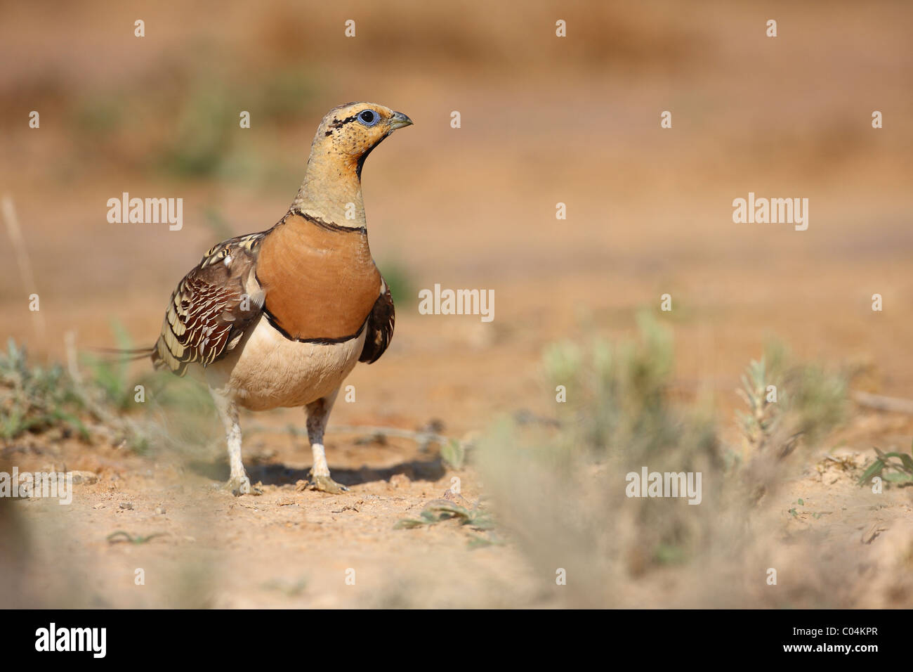Pin-tailed Sandgrouse (Pterocles alchata). Male standing on the ground ...