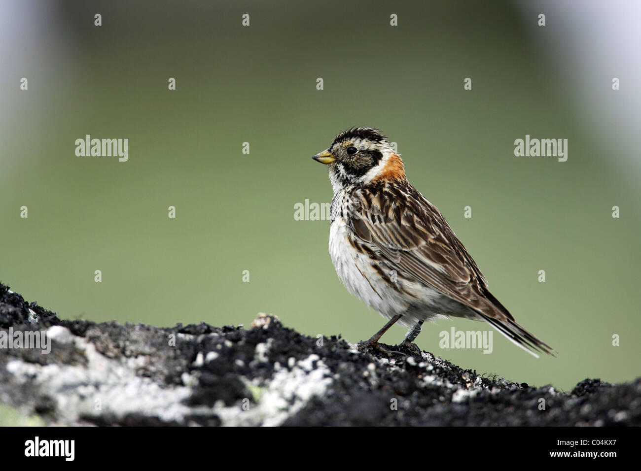 Lapland Longspur, Lapland Bunting (Calcarius lapponicus). Female ...
