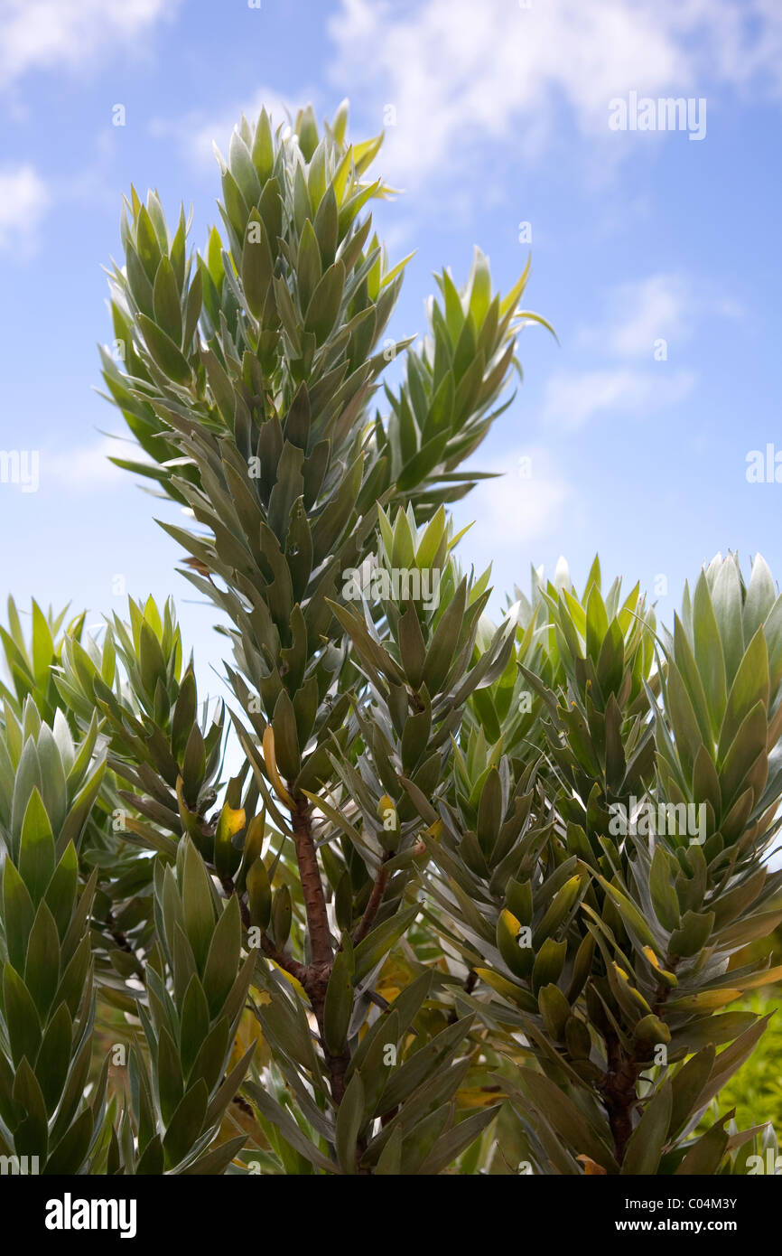 Leucadendron Argenteum or Silvertree at Kirstenbosch gardens in Cape ...