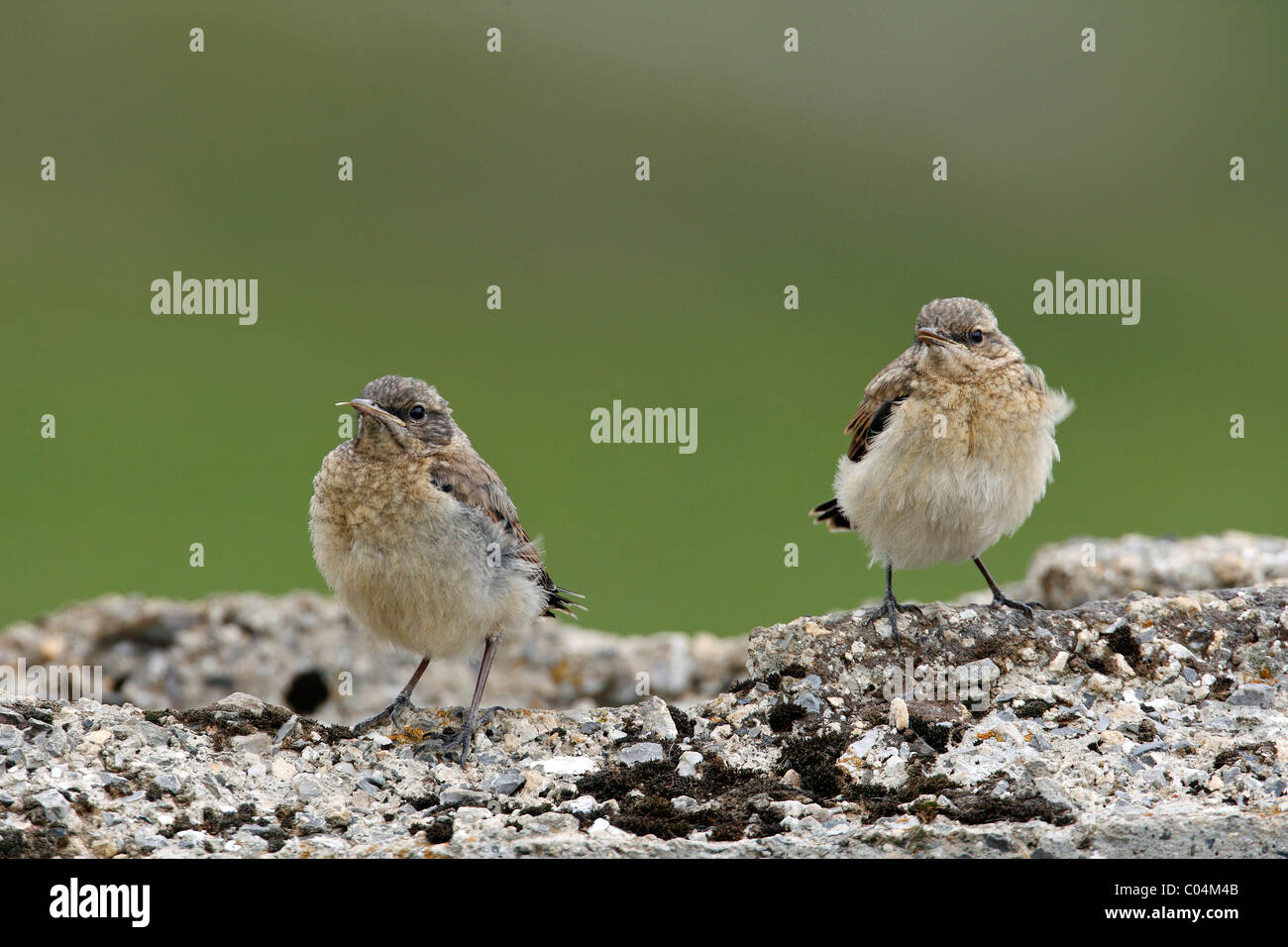 Northern wheatear pair hi-res stock photography and images - Alamy