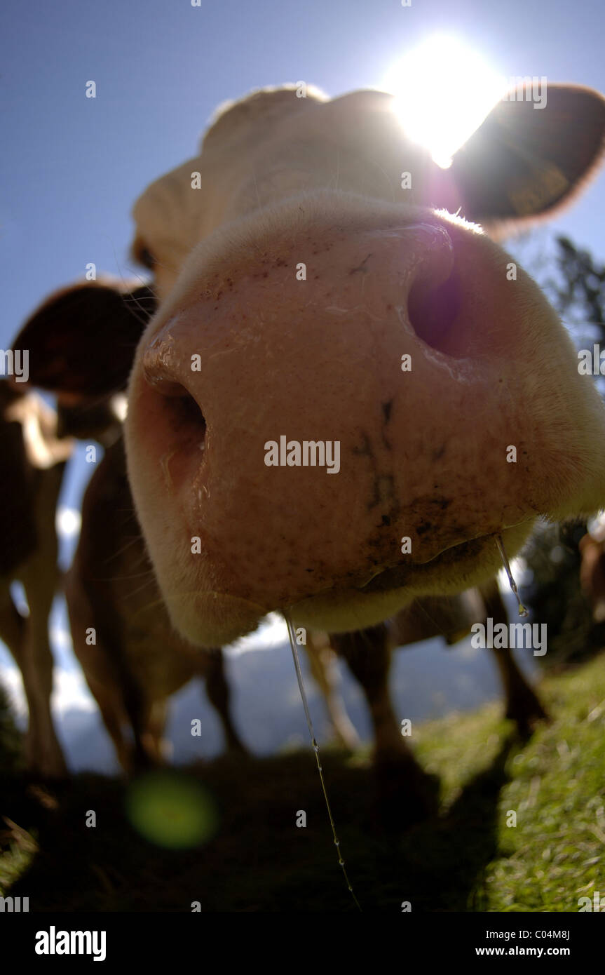 Drooling cow in field Stock Photo - Alamy