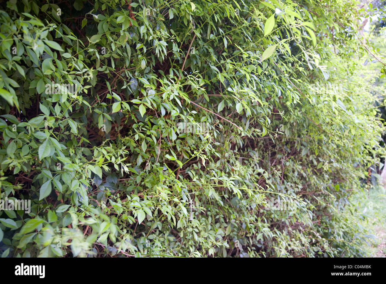 Rhus Acocksii hedge climber at Kirstenbosch Gardens in Cape Town Stock ...