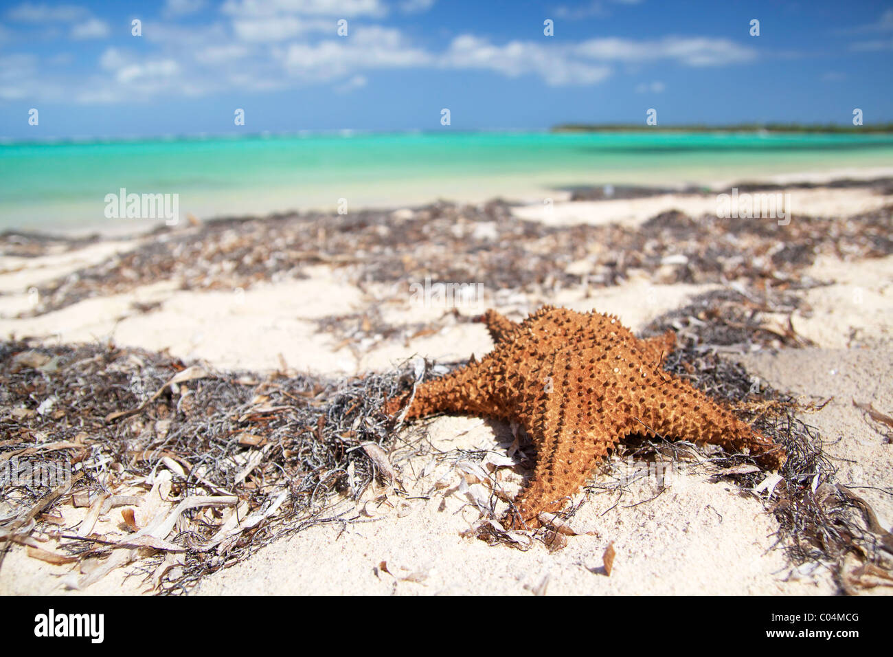 Starfish on caribbean beach, closeup Stock Photo - Alamy