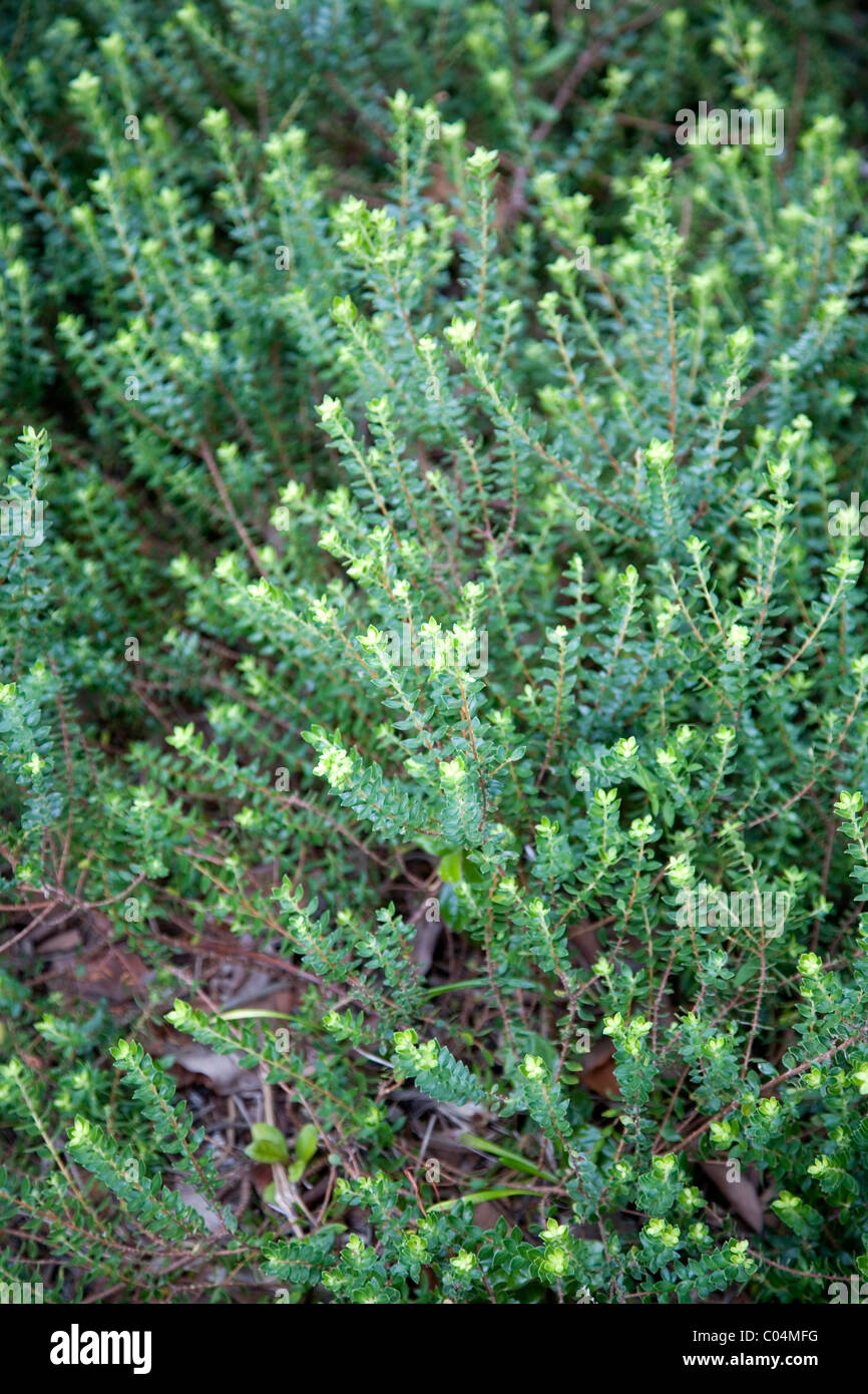 Buchu hi-res stock photography and images - Alamy