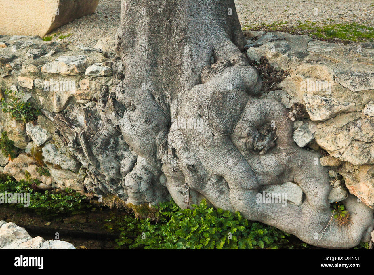 Strained stone hi-res stock photography and images - Alamy