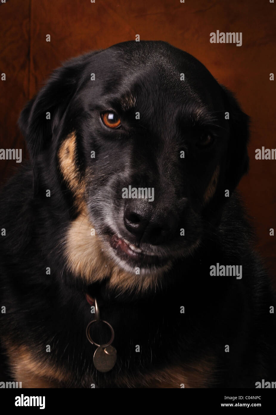 Growling black dog hi-res stock photography and images - Alamy