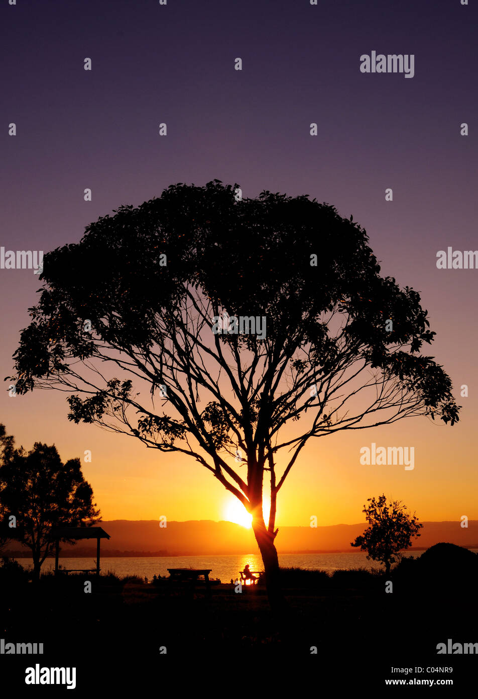 Tree over lake hi-res stock photography and images - Alamy