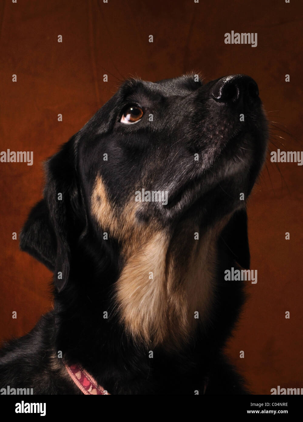 Portrait of dog looking upwards Stock Photo - Alamy