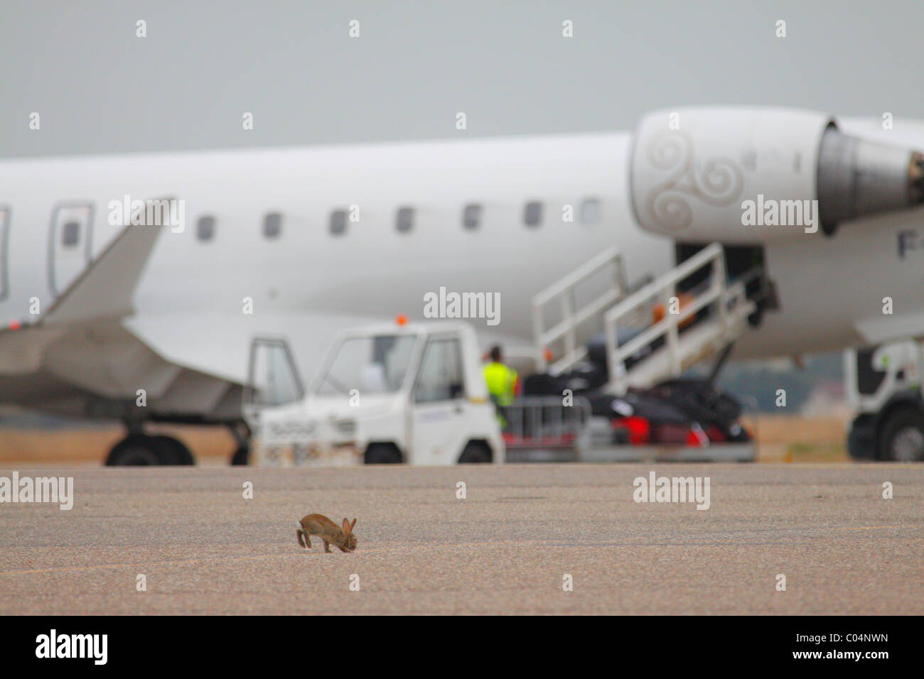 aircraft and Rabbit Stock Photo - Alamy