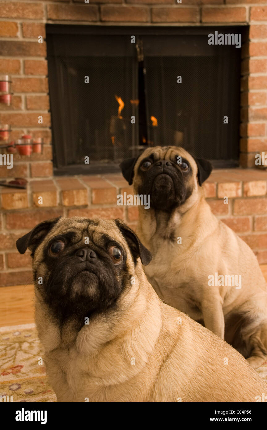 Two pugs hi-res stock photography and images - Alamy