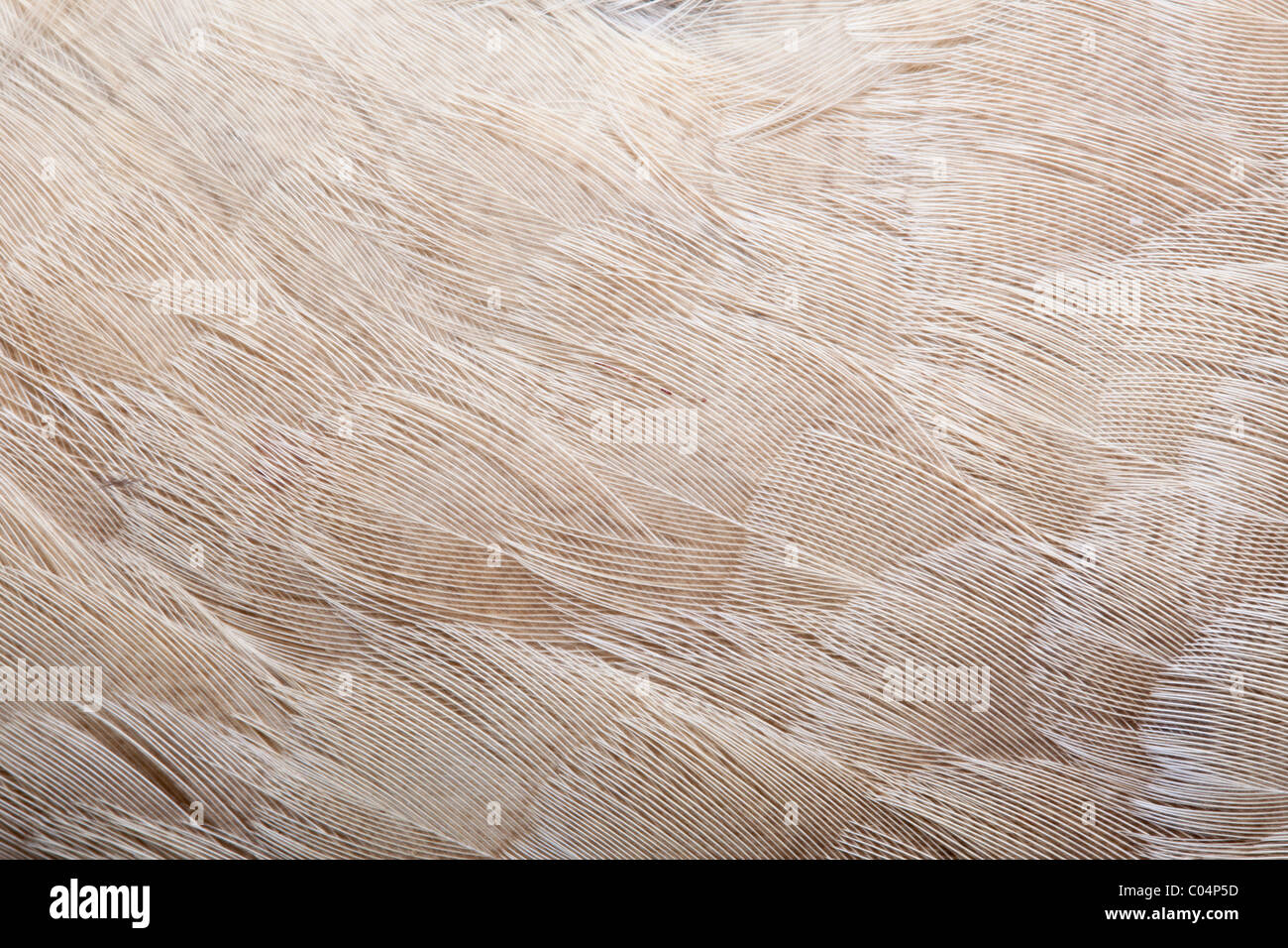 Pheasant feathers pattern hi-res stock photography and images - Alamy
