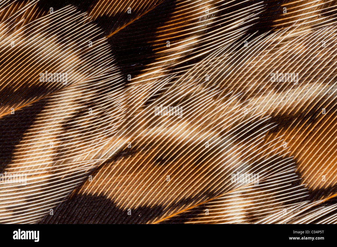 Pheasant feathers pattern hi-res stock photography and images - Alamy