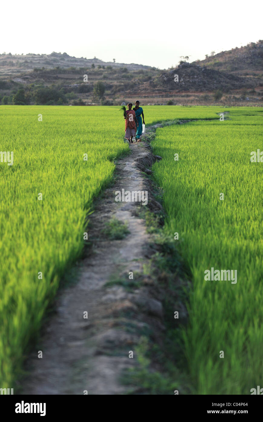 ladies walking on a path in paddy fields Andhra Pradesh South India ...