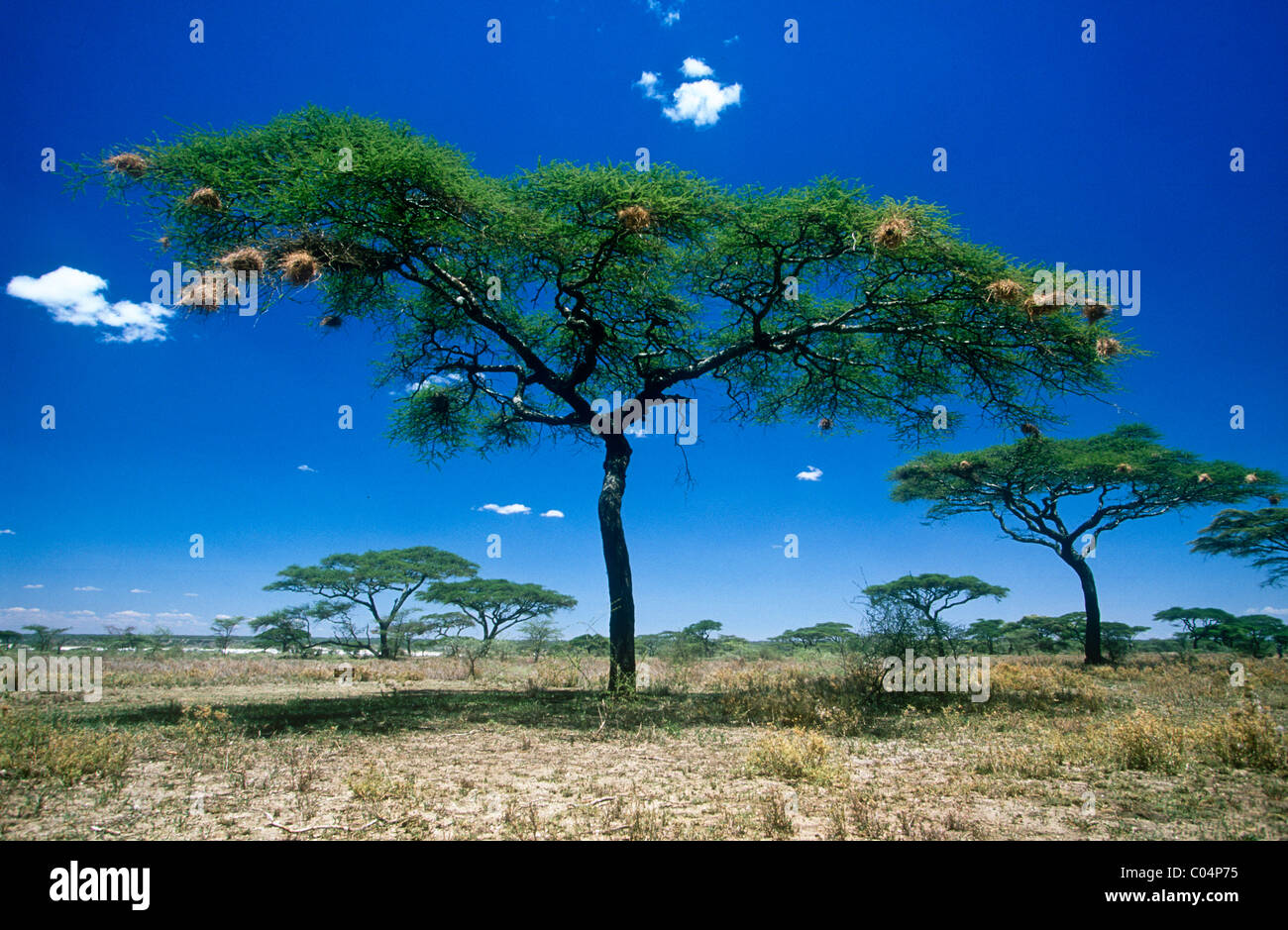 Acacia Tortilis Adaptations