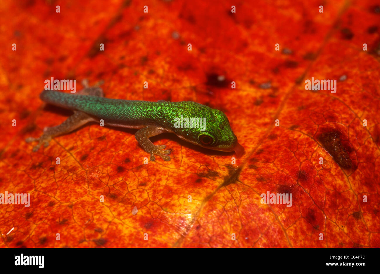 Lizard tail broken hi-res stock photography and images - Alamy