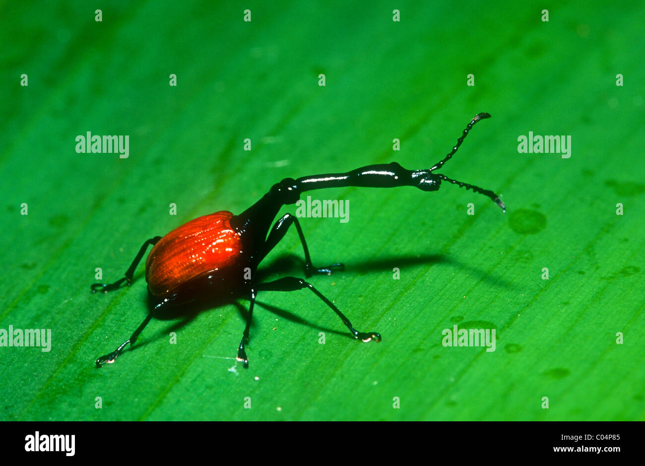Giraffe weevil, Trachelophorus giraffa, male, Andasibe, Madagascar ...