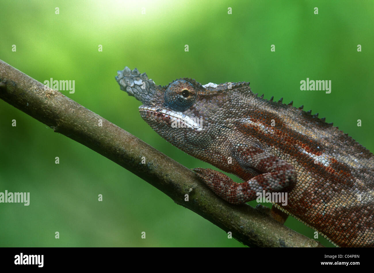 Lesser Chameleon, Furcifer minor, male, Madagascar Stock Photo - Alamy