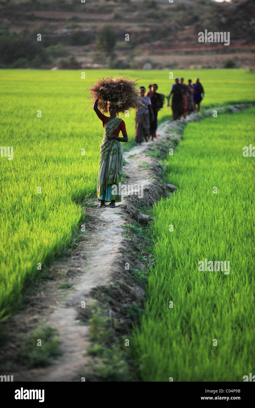 ladies walking on a path in paddy fields Andhra Pradesh South India ...