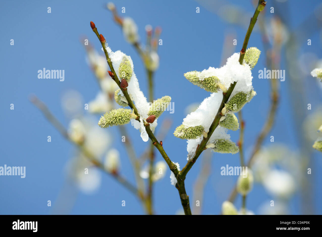 Snow in Spring Stock Photo - Alamy