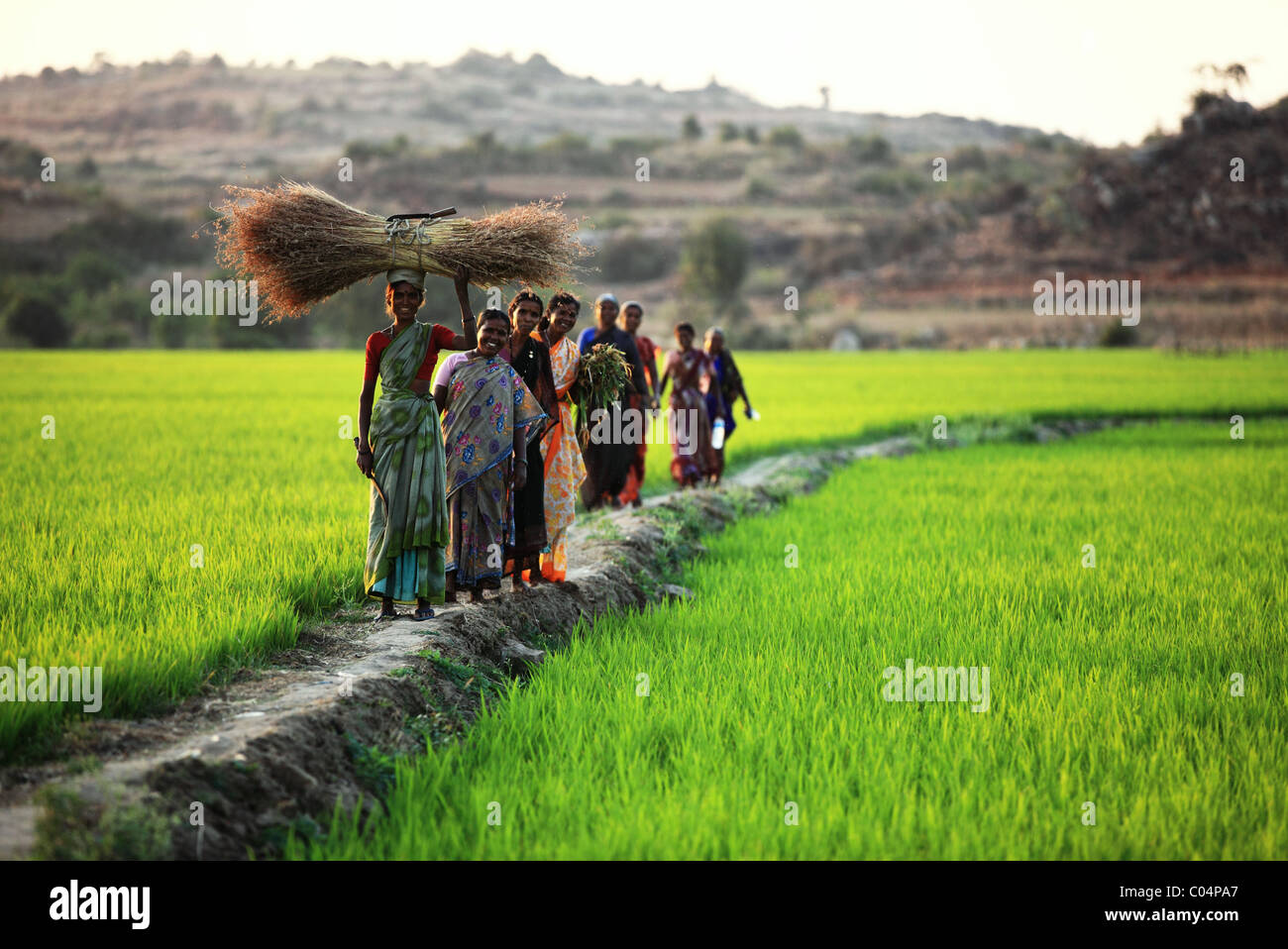 ladies walking on a path in paddy fields Andhra Pradesh South India ...