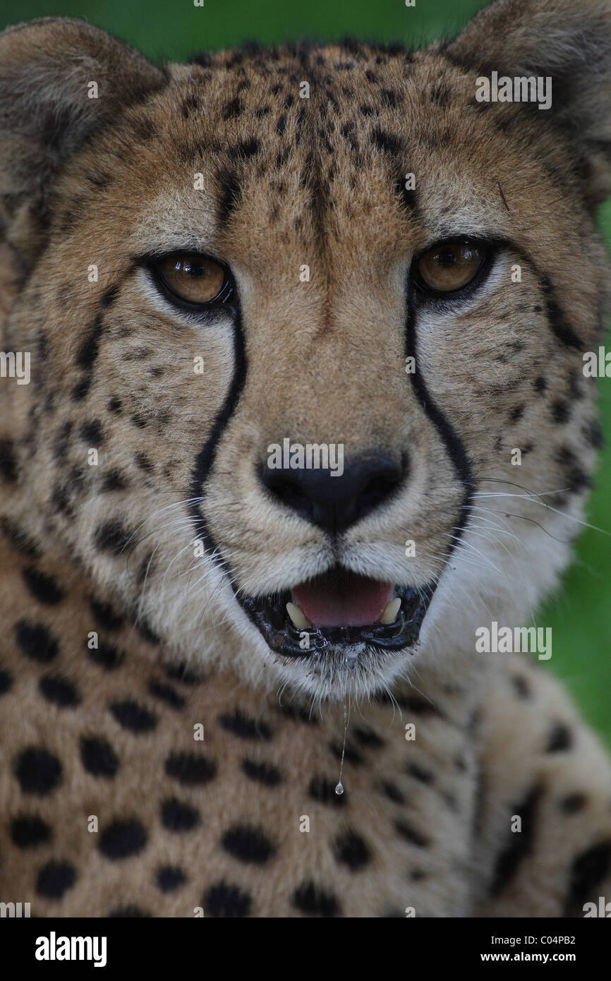 Cheetah head looking at you Stock Photo - Alamy