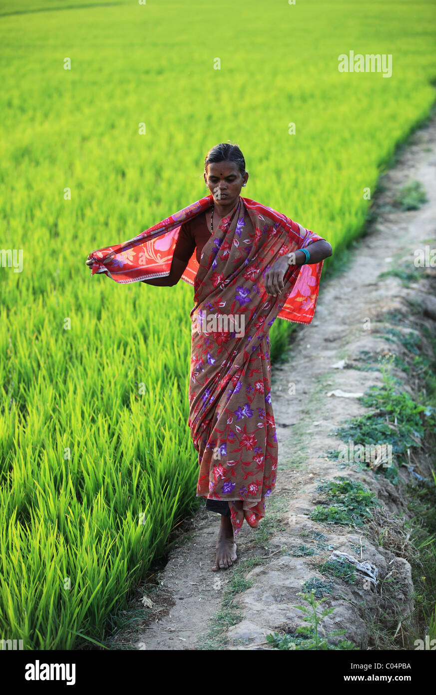 lady walking on a path in paddy field at sunset Andhra Pradesh South ...