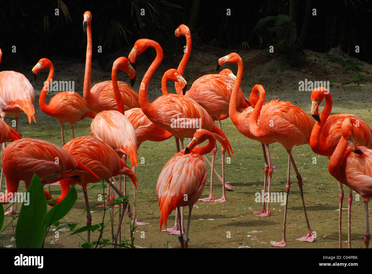 carribean flamingoes at jurong bird park, singapore. this is also known ...