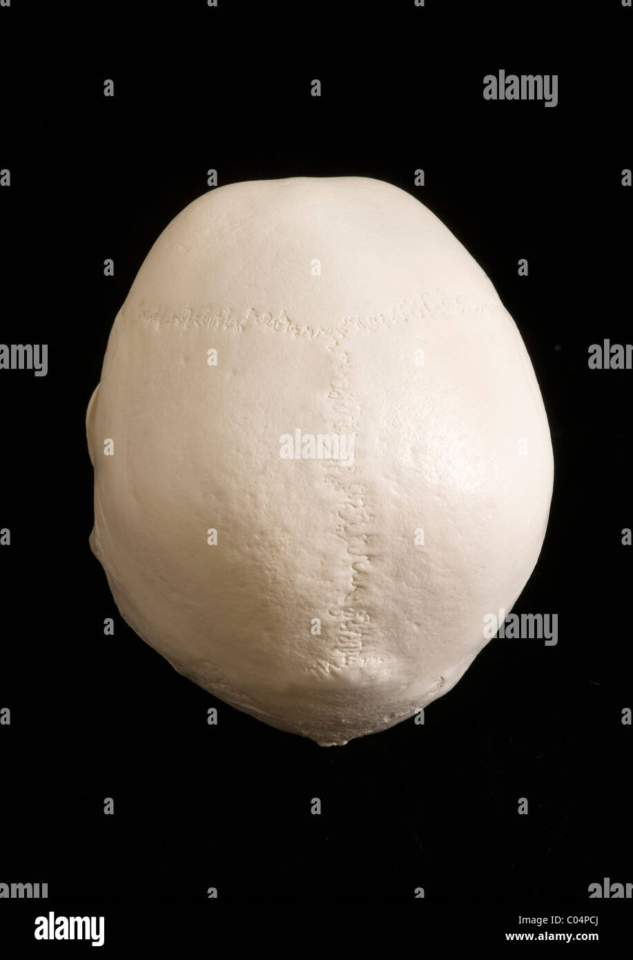 Human Skull Model Superior View Stock Photo - Alamy