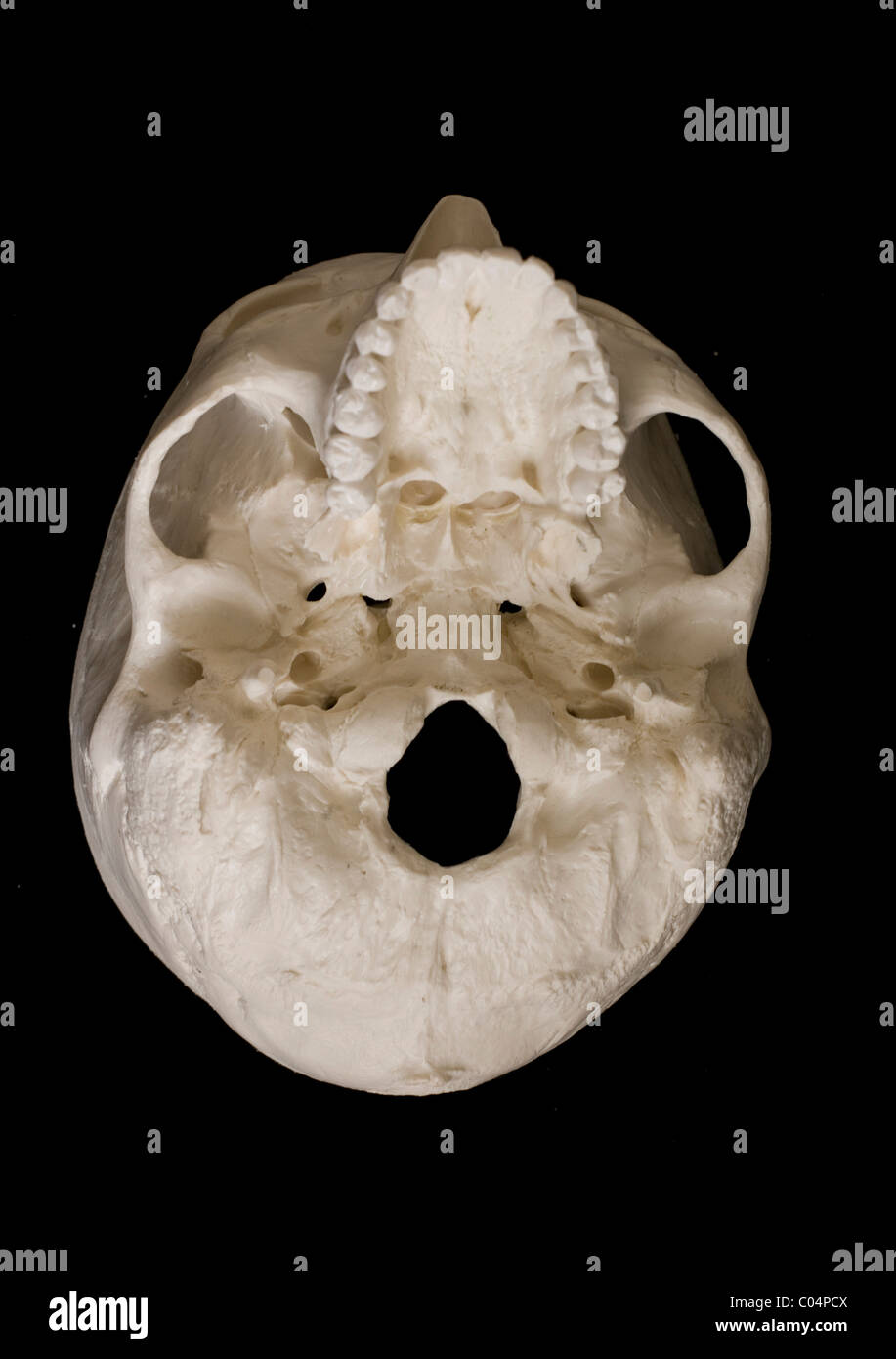 Skull base hi-res stock photography and images - Alamy