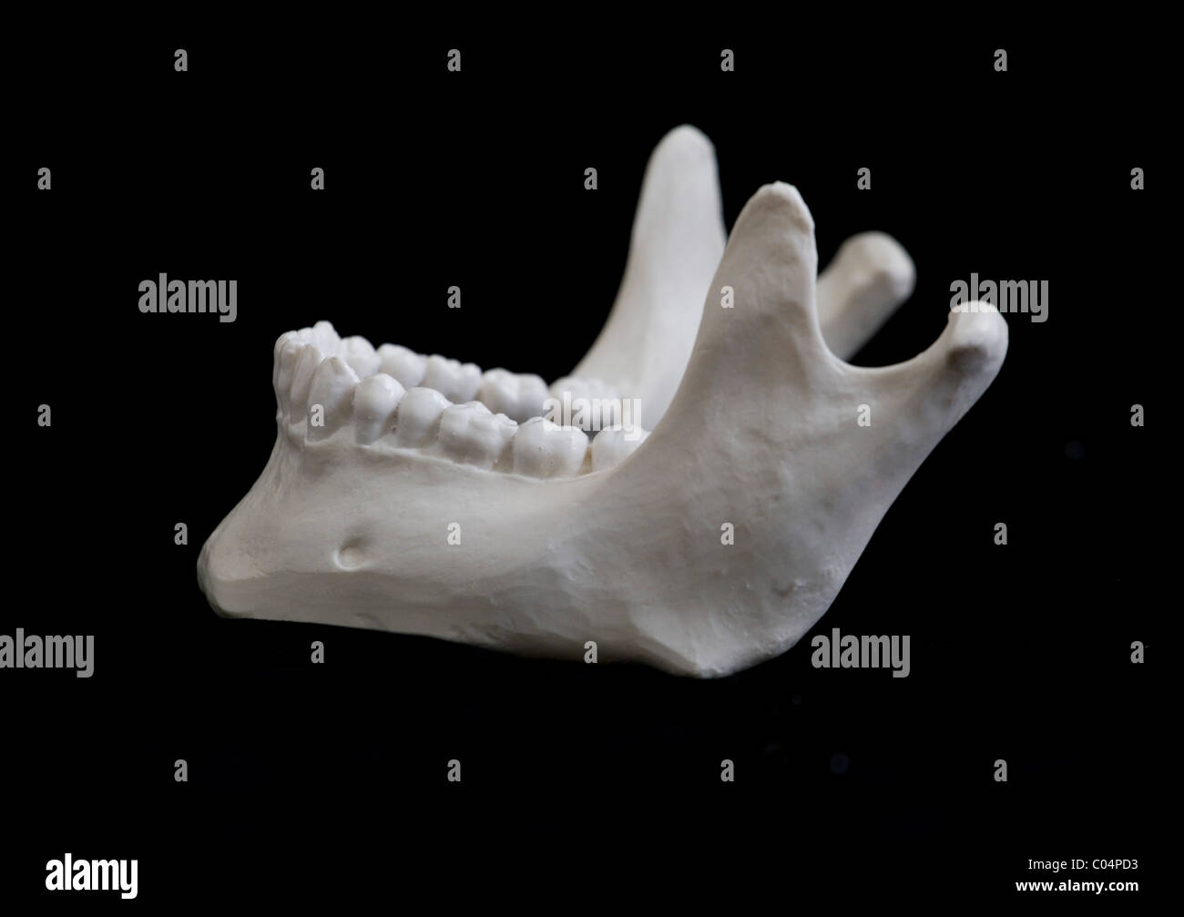 Mandible human hi-res stock photography and images - Alamy