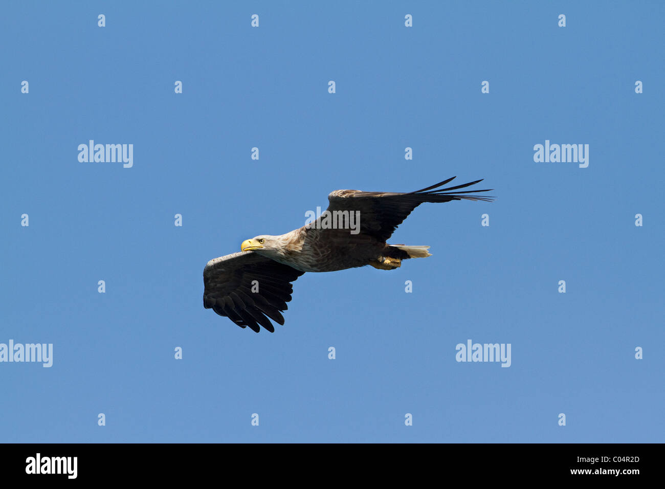 Whit-tailed Sea Eagle Eagle in flight Stock Photo - Alamy