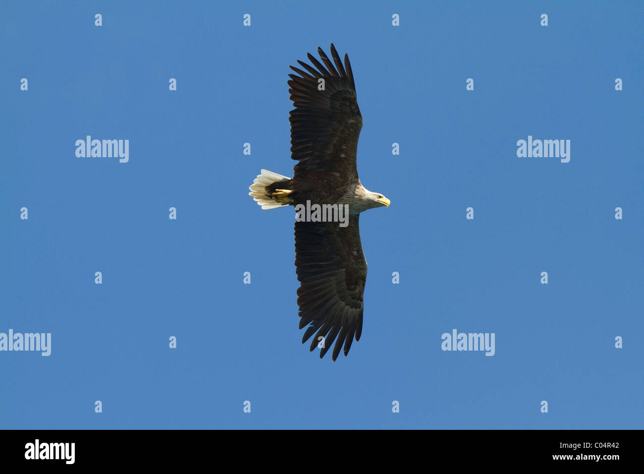 Whit tailed sea eagle hi-res stock photography and images - Alamy