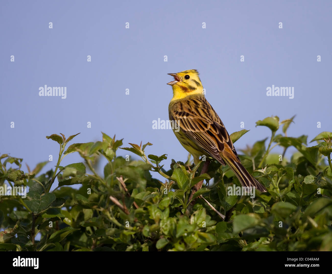 Yellowhammer hi-res stock photography and images - Alamy