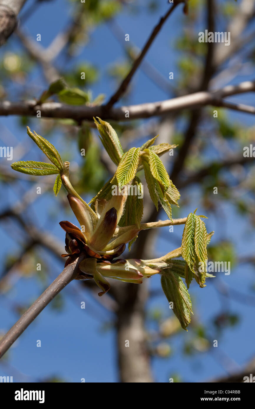 New Spring growth Stock Photo - Alamy