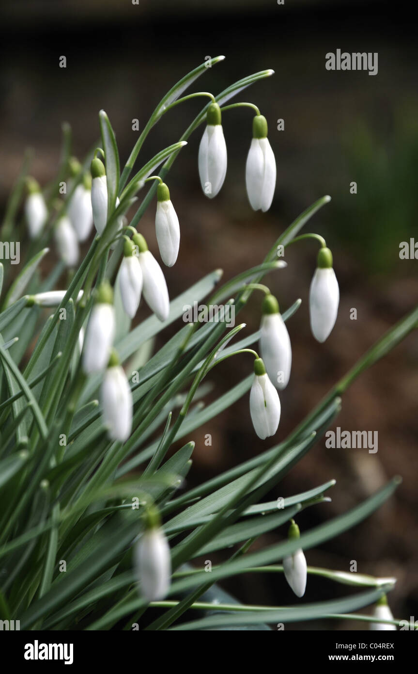 Snowdrops in February Stock Photo - Alamy