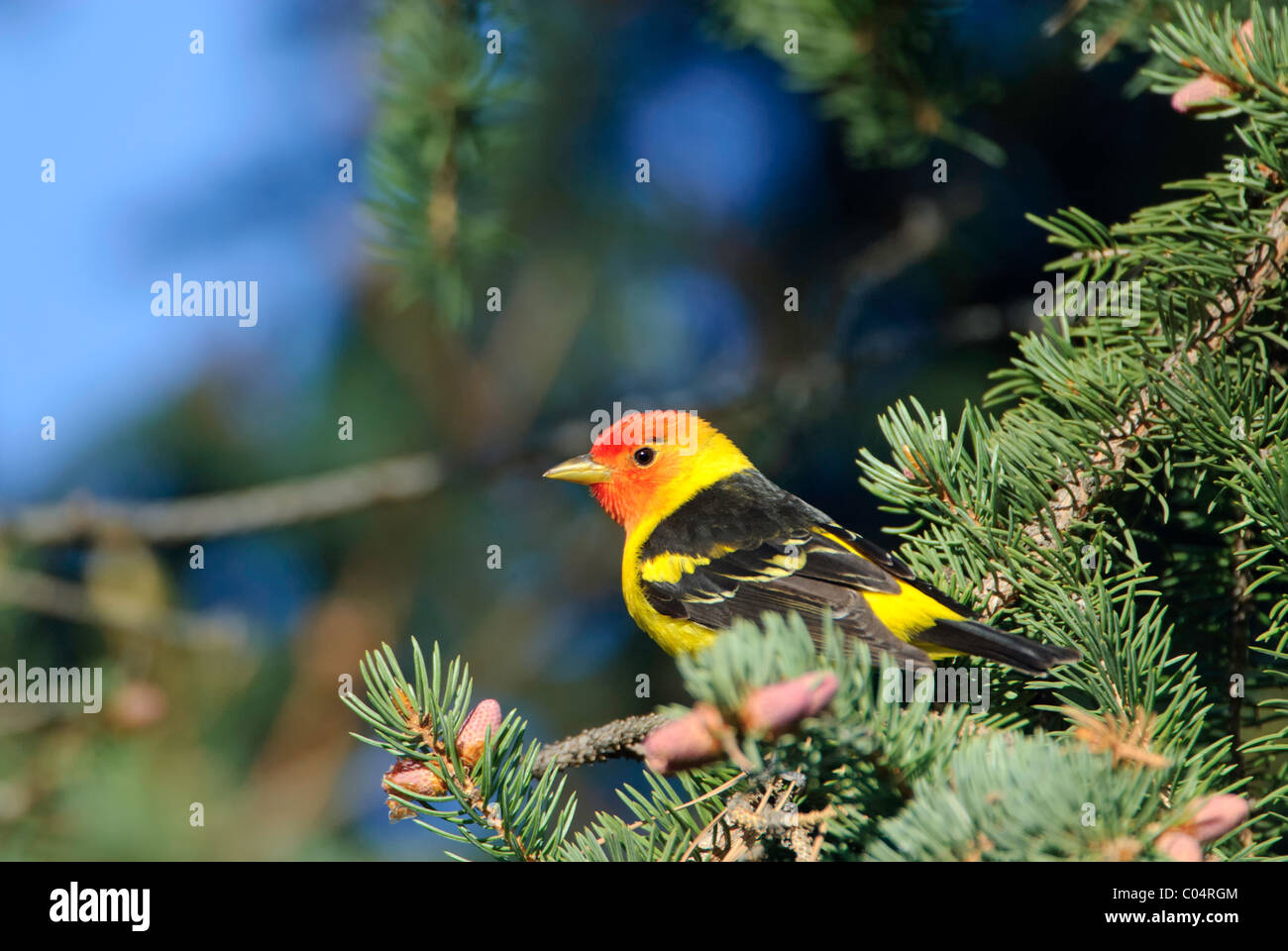 A male western tanager in a spruce tree at the refuge headquarters at ...