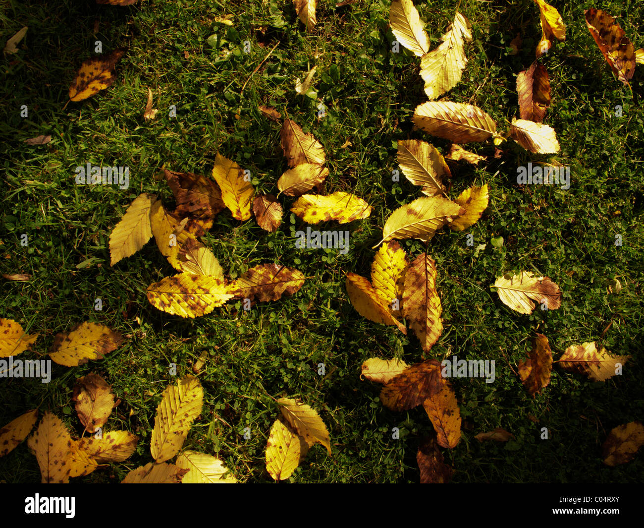 autumn leaves on the ground idea background Stock Photo - Alamy