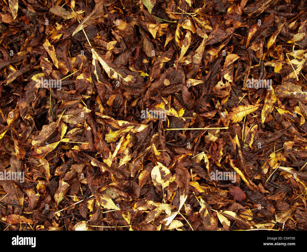 autumn leaves on the ground idea background Stock Photo - Alamy