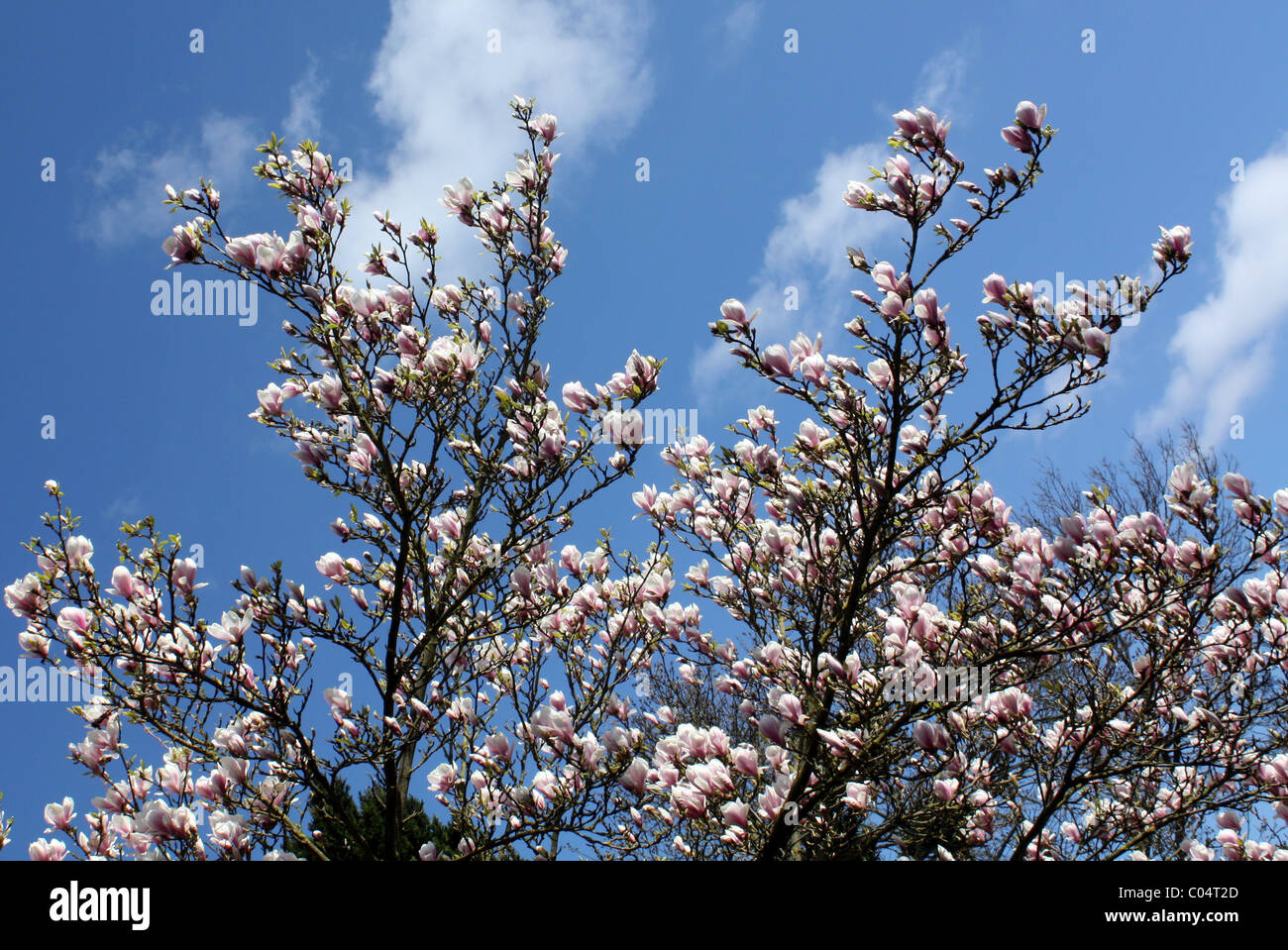 Flowering Magnolia in the garden in the spring Stock Photo - Alamy