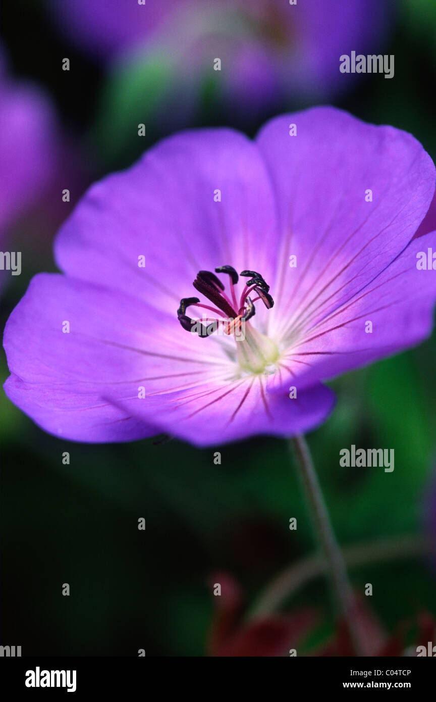 GERANIUM ROZANNE GERWAT Stock Photo - Alamy