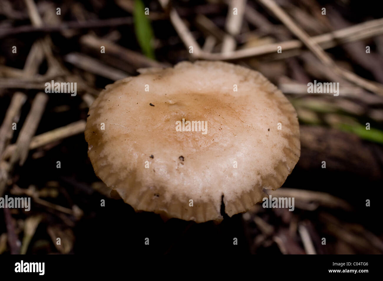 Mushroom cap detail Stock Photo - Alamy