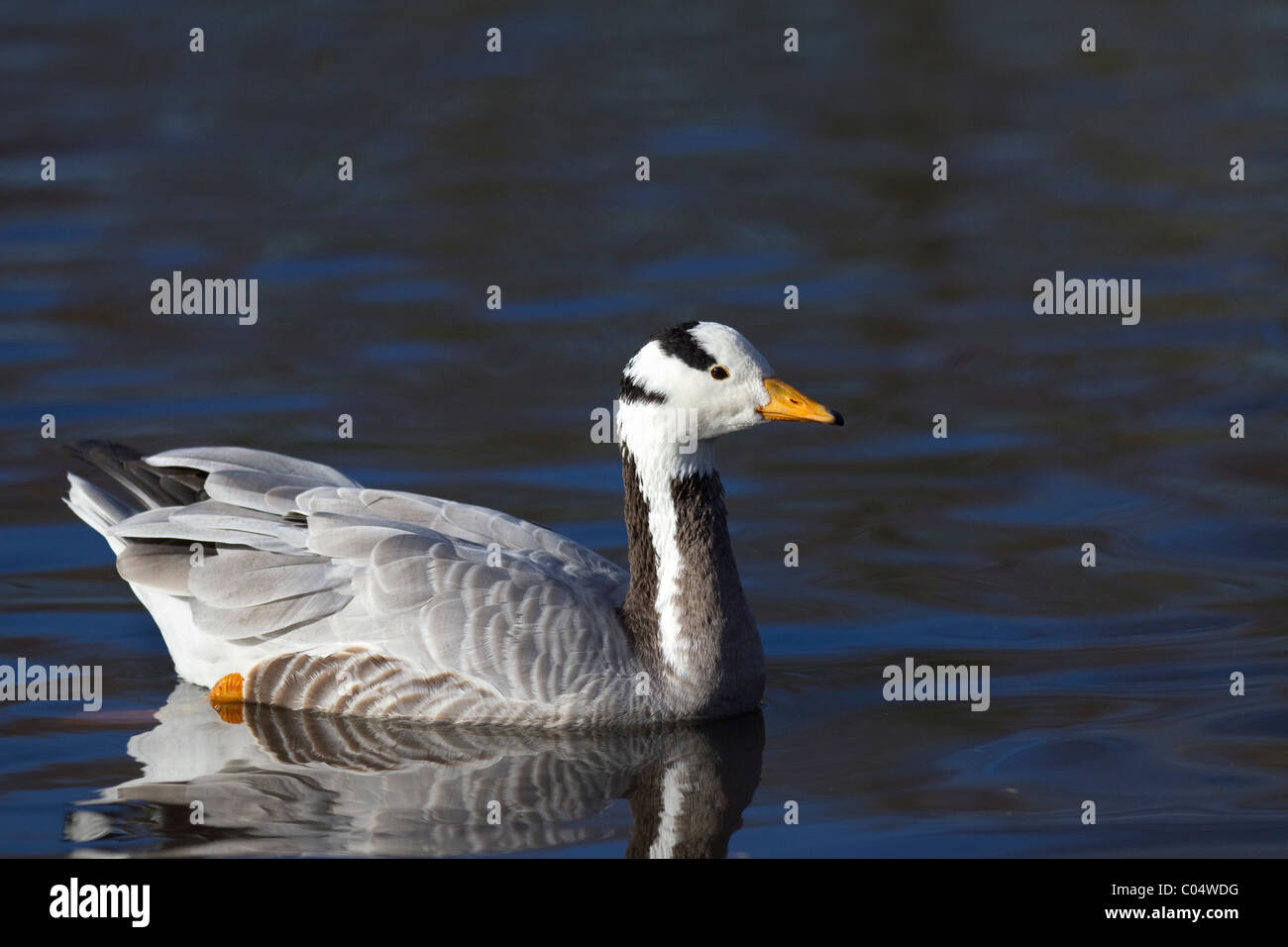 Brownish grey plumage hi-res stock photography and images - Alamy