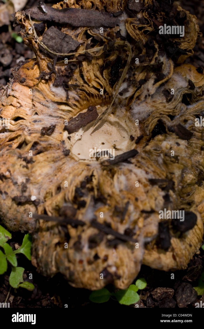 Rotting mushroom with fungi growing over it Stock Photo - Alamy